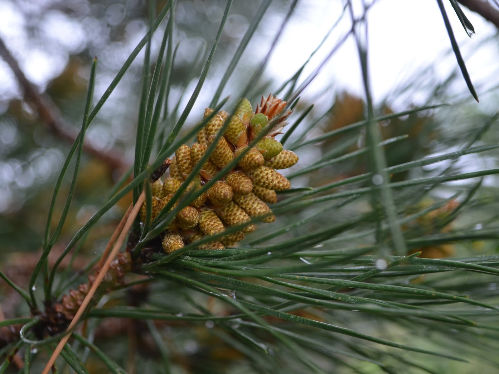 Flores Silvestres: Pinus pinea