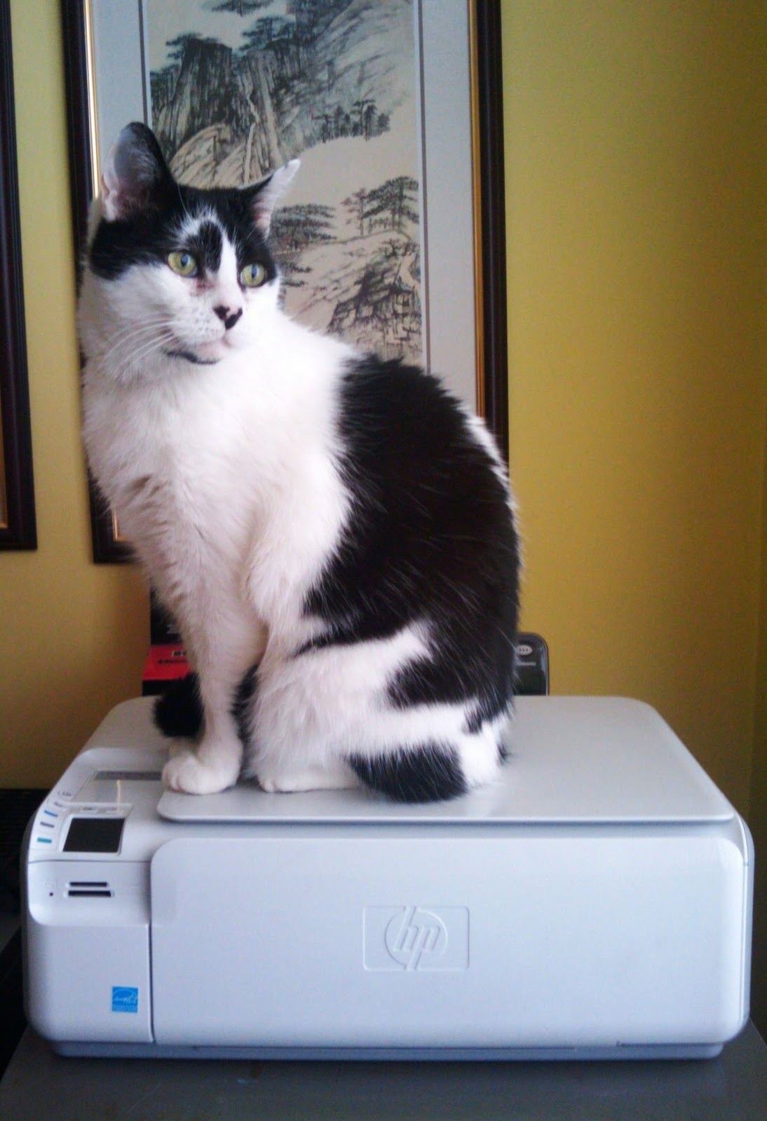 Delusions of Adequacy: CAT Scanner