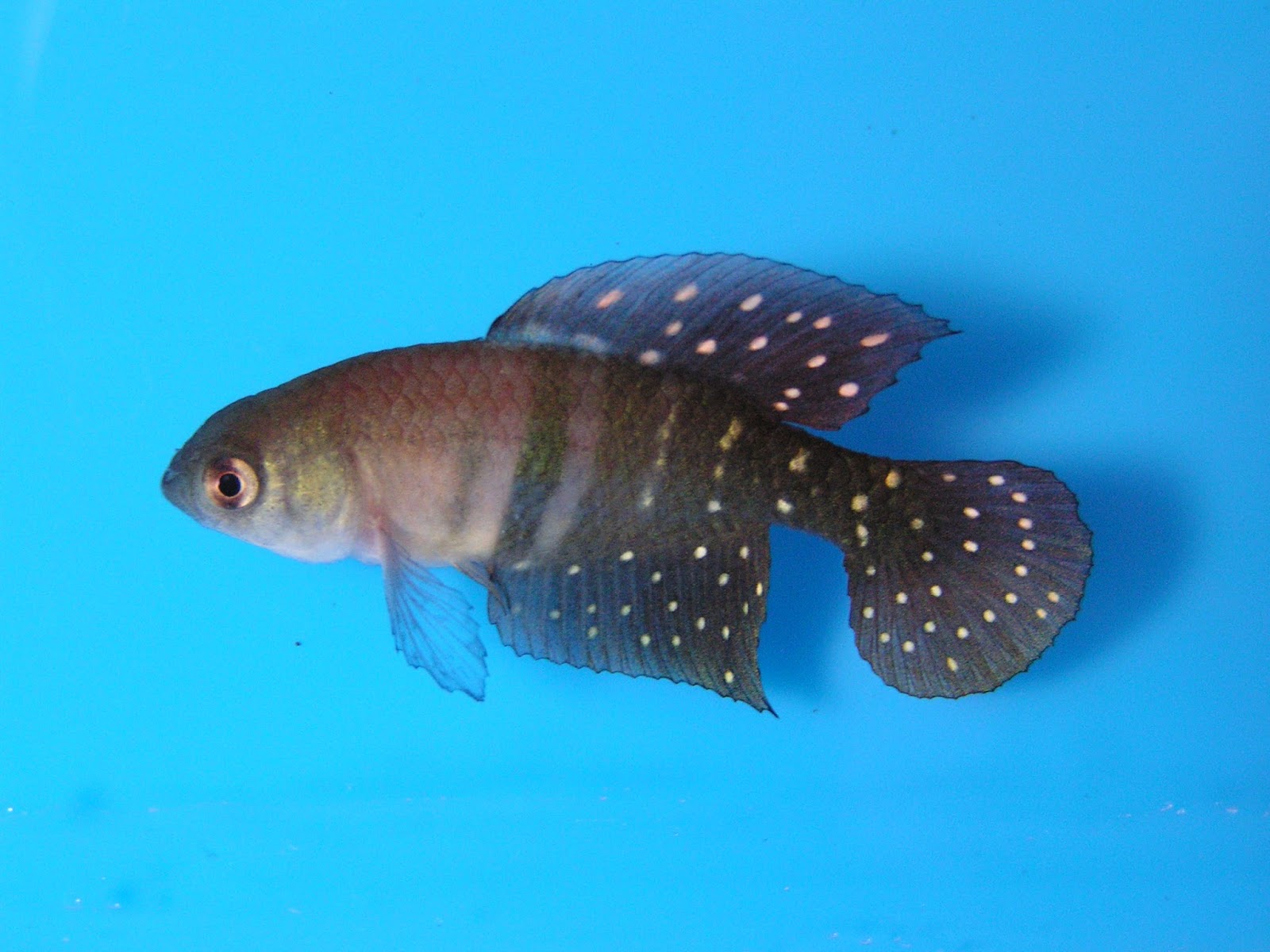 Bolivian Killifish