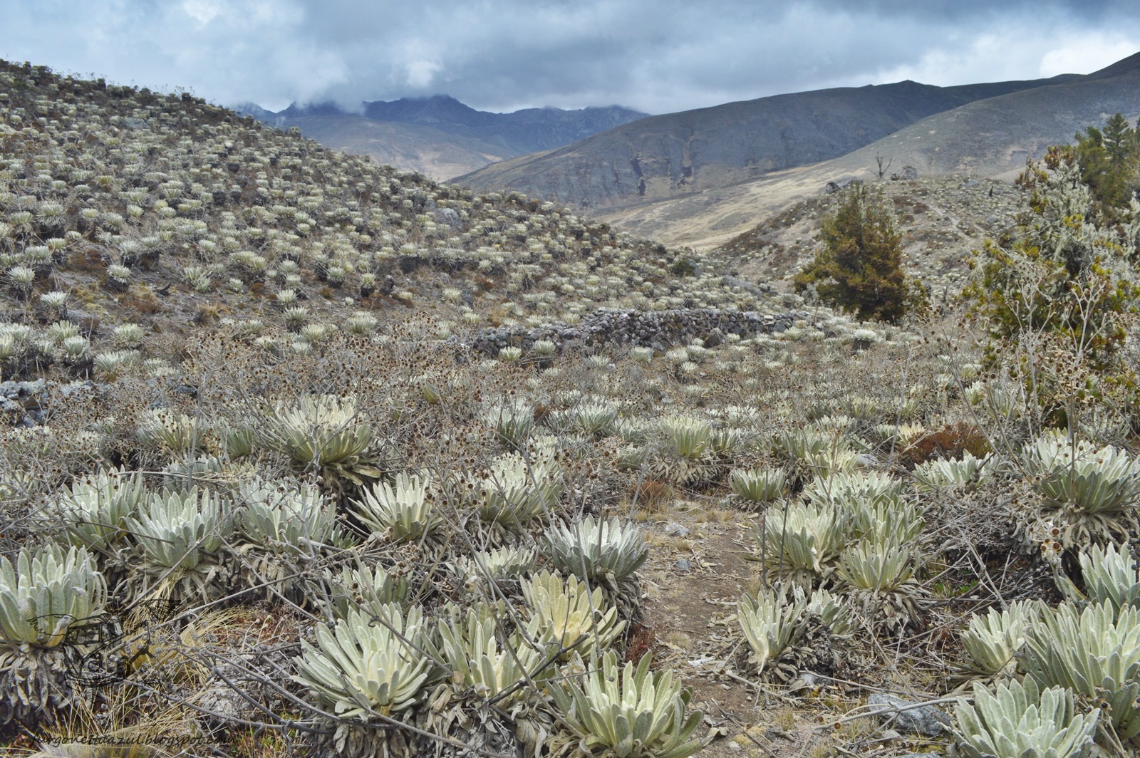 FURGONETA AZUL: LOS PÁRAMOS, ANDES VENEZOLANOS.