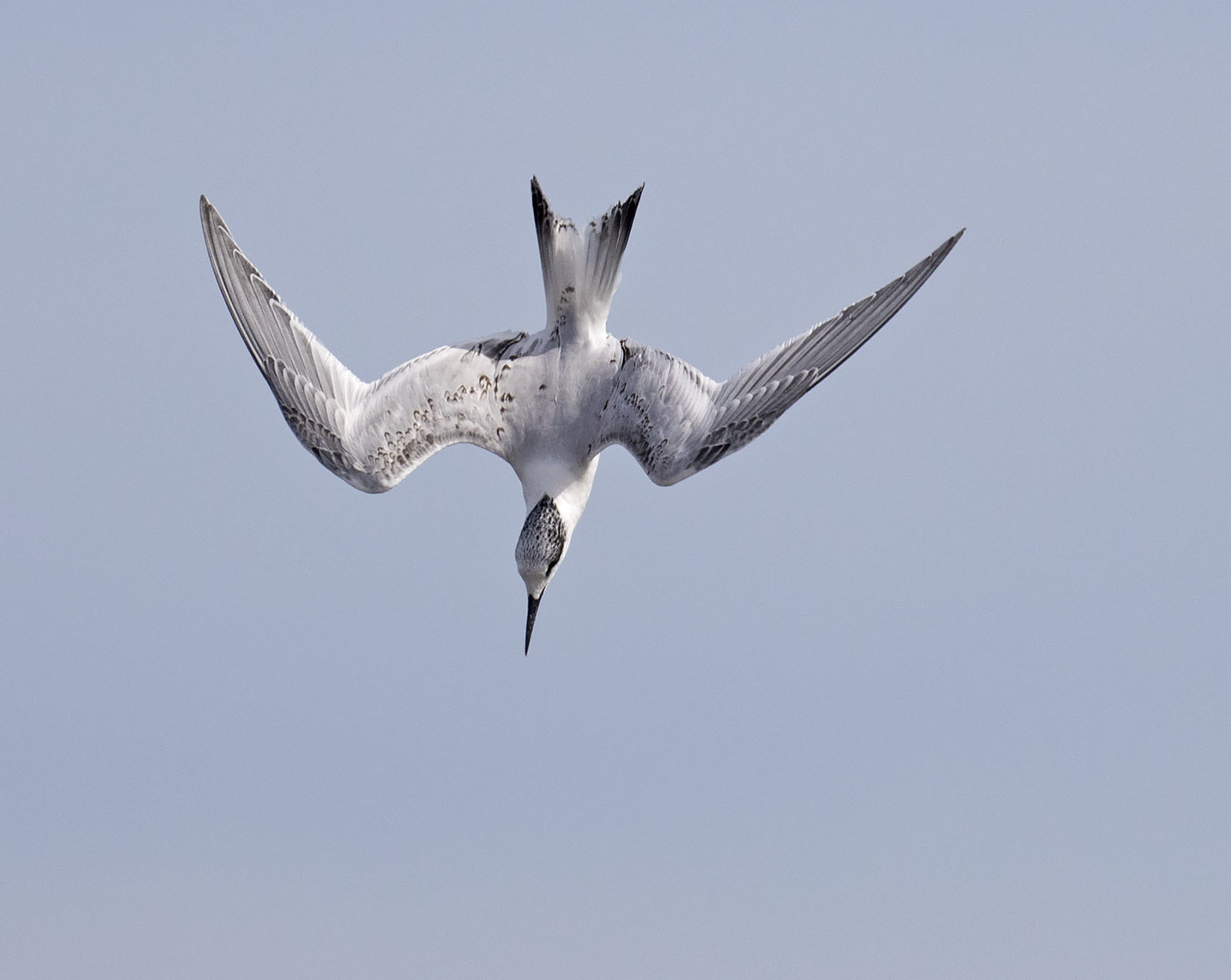 pewit: Sandwich Terns