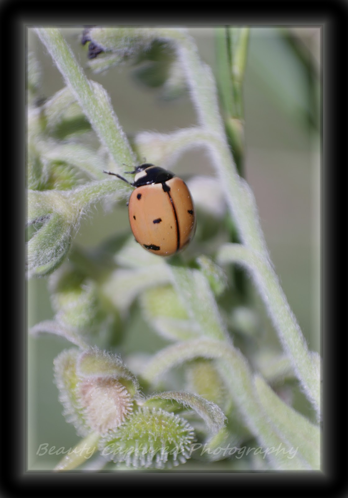 Beauty Captured: Ladybugs