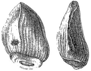 EL JOVE PALEONTÒLEG: d’octubre 2016