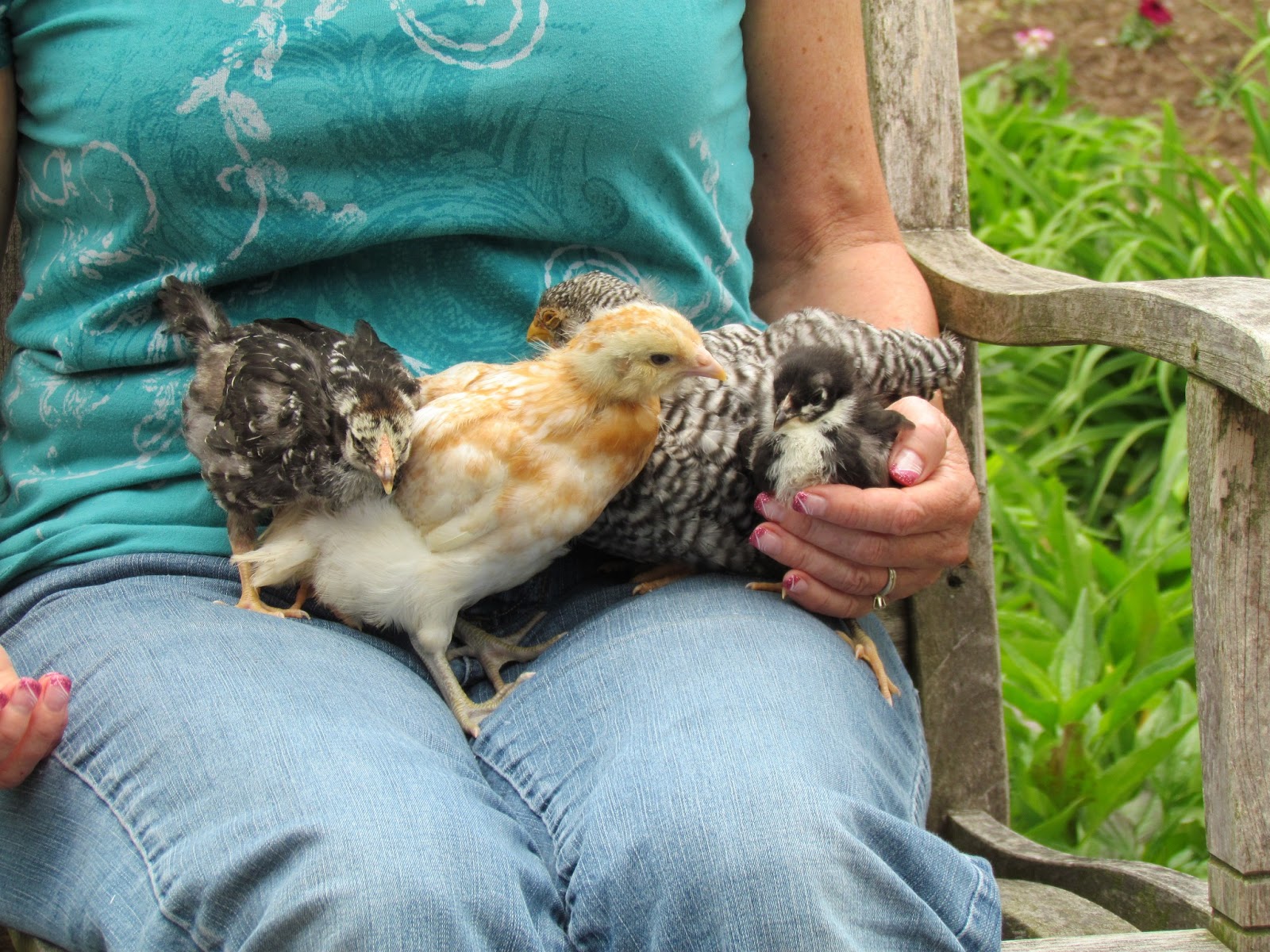 The Adams' Family Farm: Four Baby Chickens with Flower Names 5-18-13