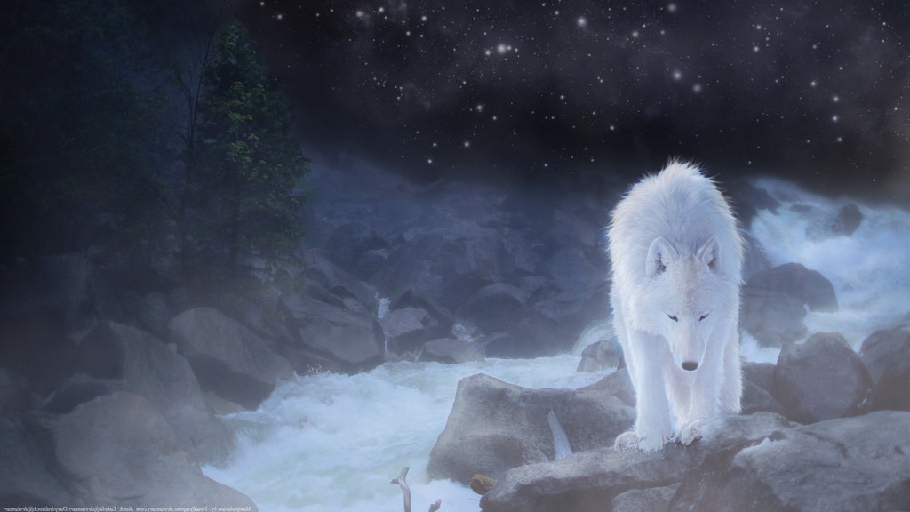 Szofi tollai: A Fehér Farkas Legendája