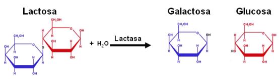 blog-bioquimica: Carbohidratos