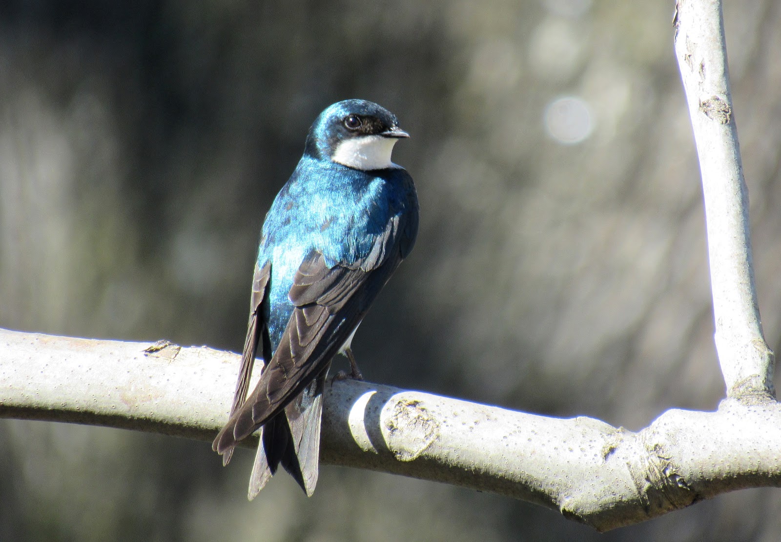 Tree Swallows: Iridescence on the Wing