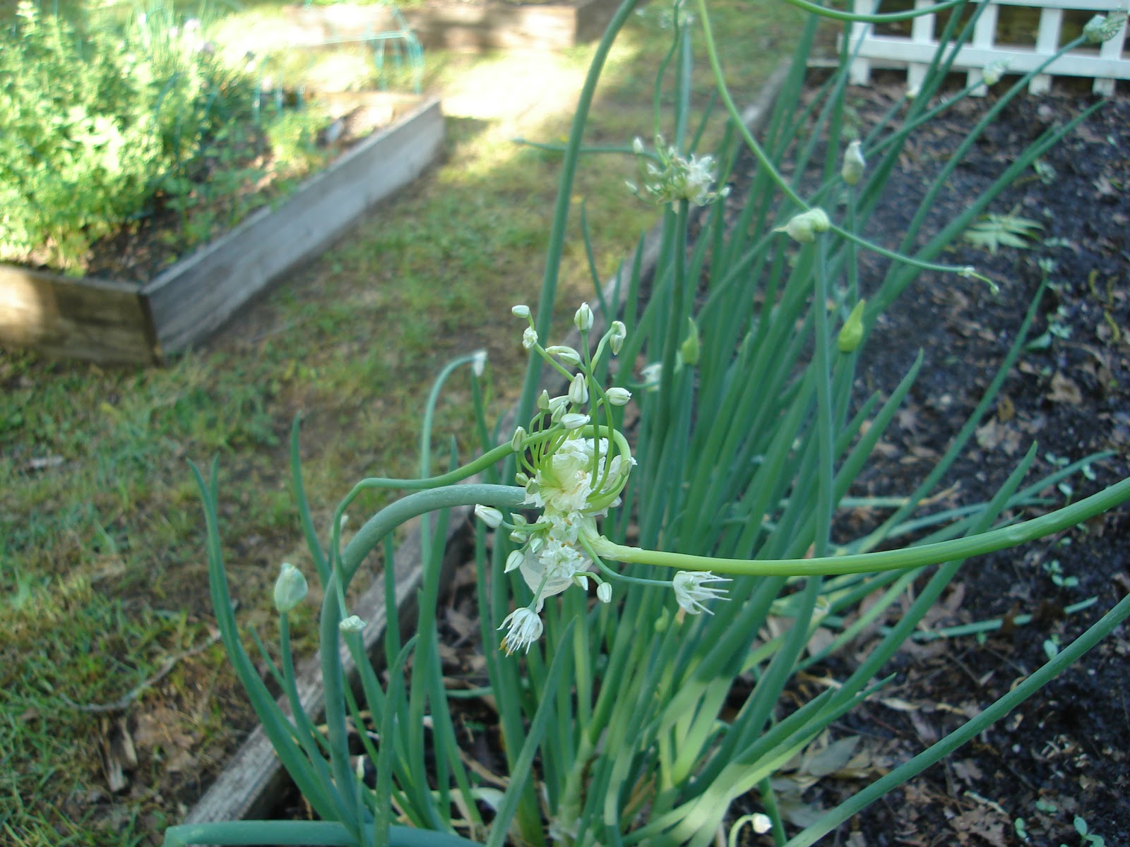 THE DARKROOM: The 2013 Edition of Our Backyard Garden