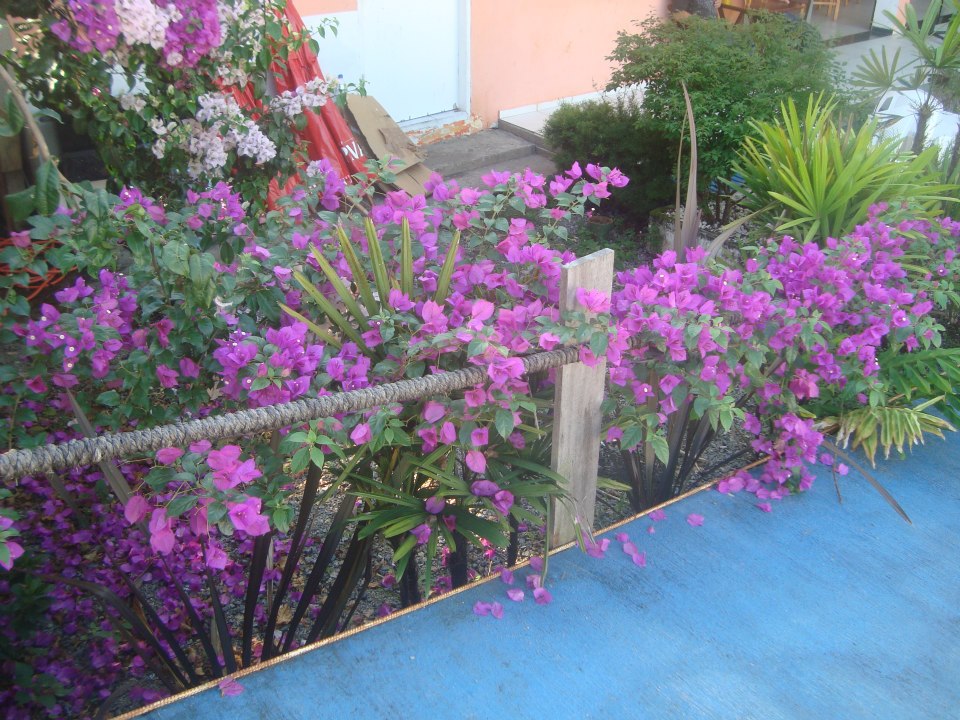 Paisagismo Fácil: Plantas Ornamentais Trepadeiras