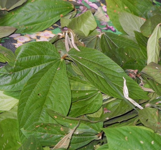 muhh kita "explore": Mandi daun Pokok Seringan untuk ringankan badan