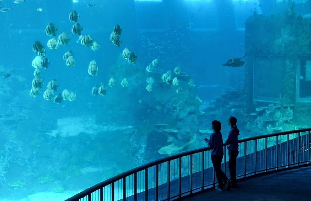 Untold Stories: World's largest oceanarium