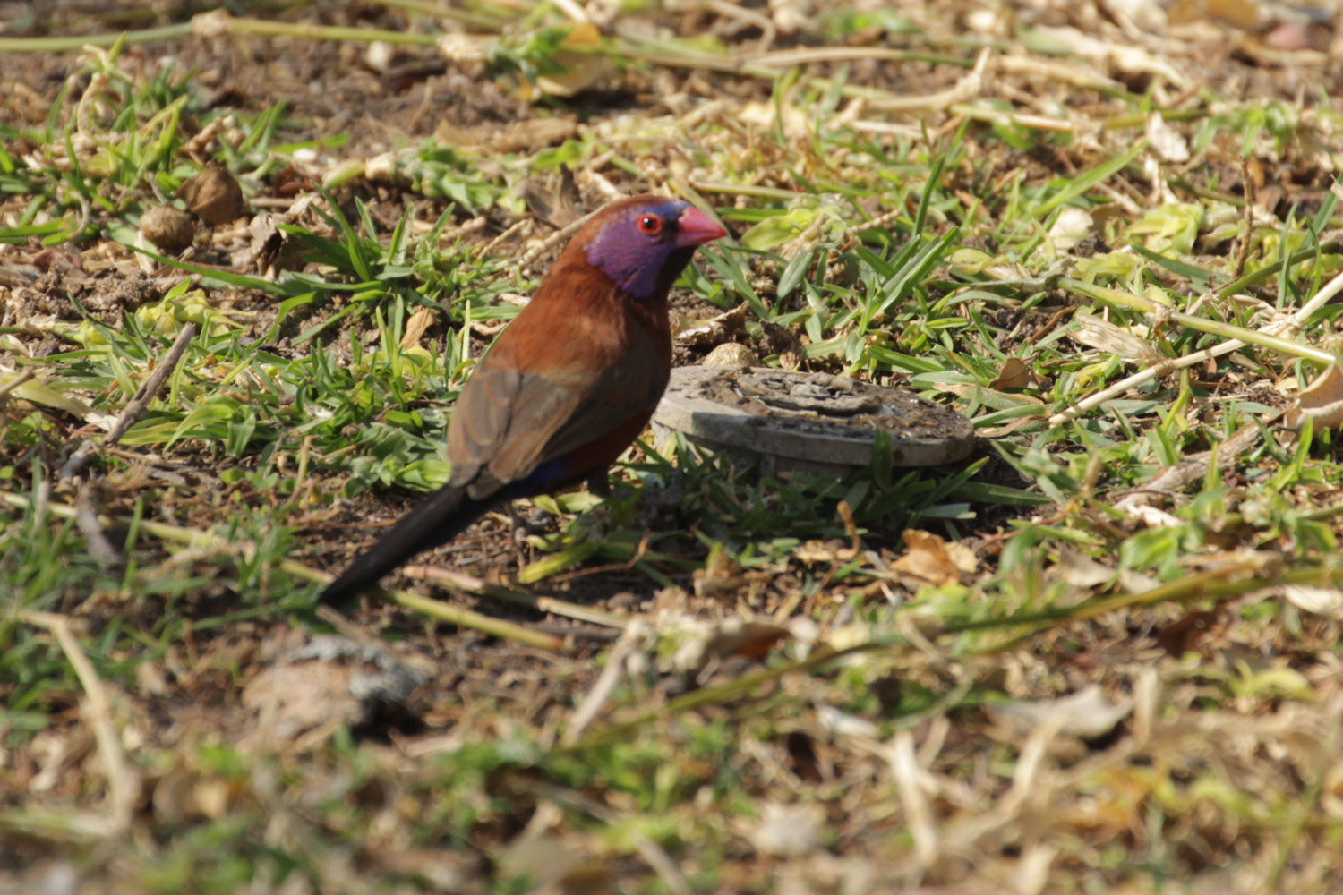 R&R.Namibie: Dag 20 en 21: Mushara Bush Camp