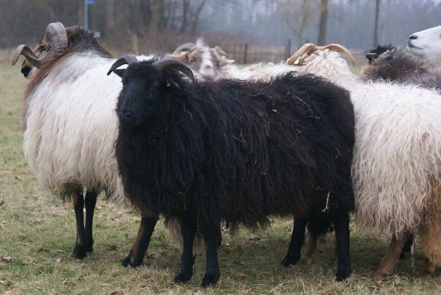Balsemien: Een zwart schaap en een dassenkop...