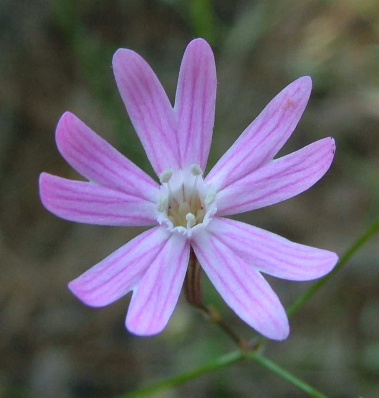 Flowers of Ymittos & Parnitha: CARYOPHYLLACEAE