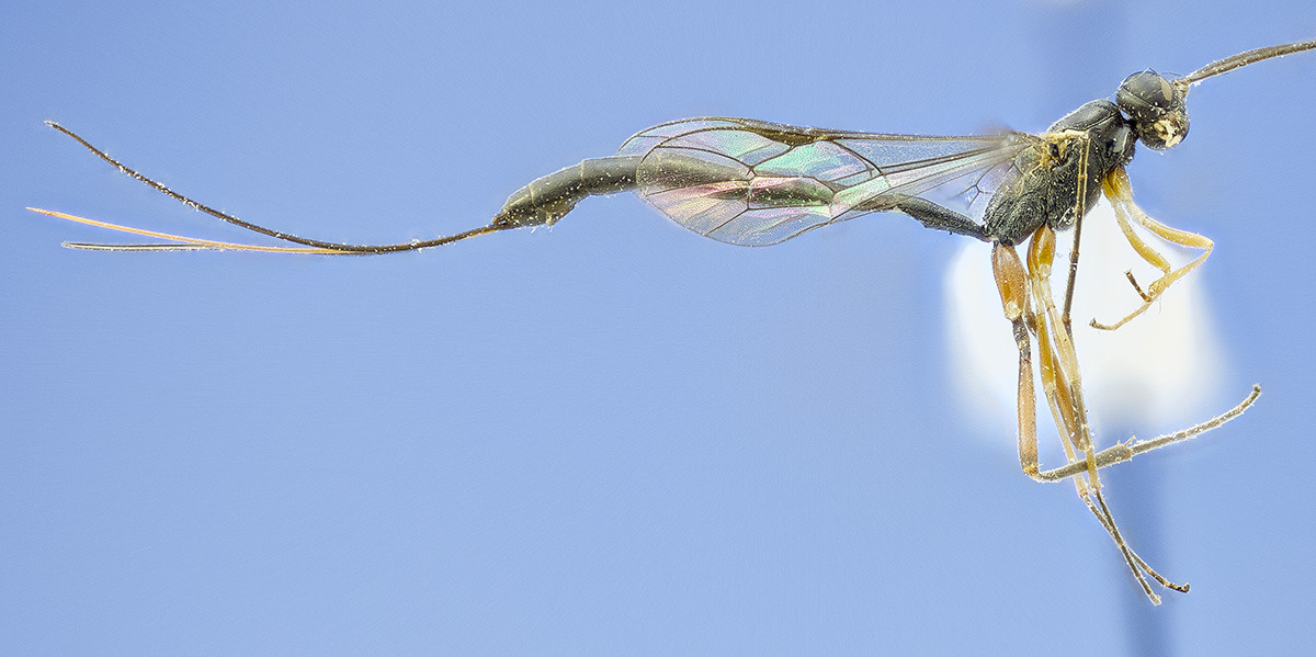 Utgångspunkt 63° 31,x' N - 22° 31,x' O: Poemenia hectica