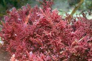 Bonsai Natal: Carola - Callophyllis variegata
