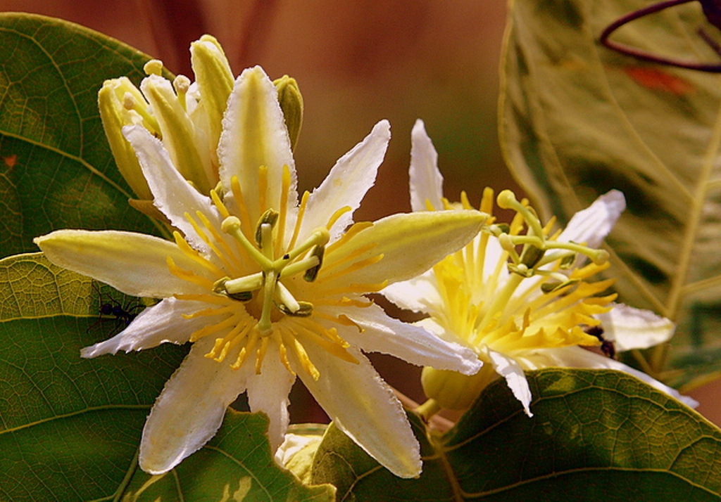 Caliandra do Cerrado: Belas flores do Cerrado
