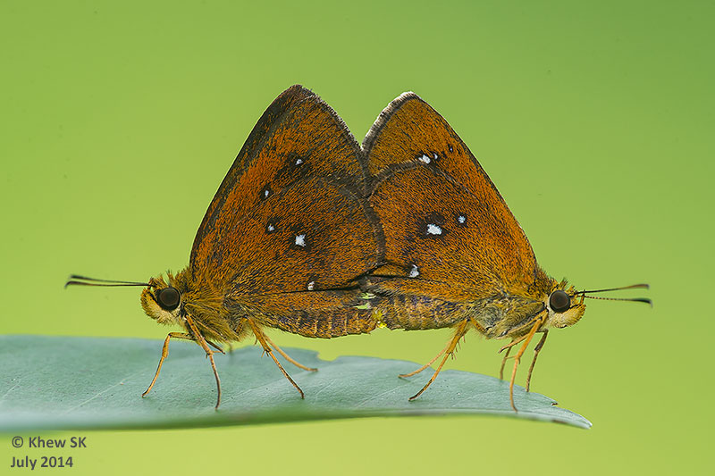 Butterflies of Singapore: Butterflies Galore! : Chestnut Bob