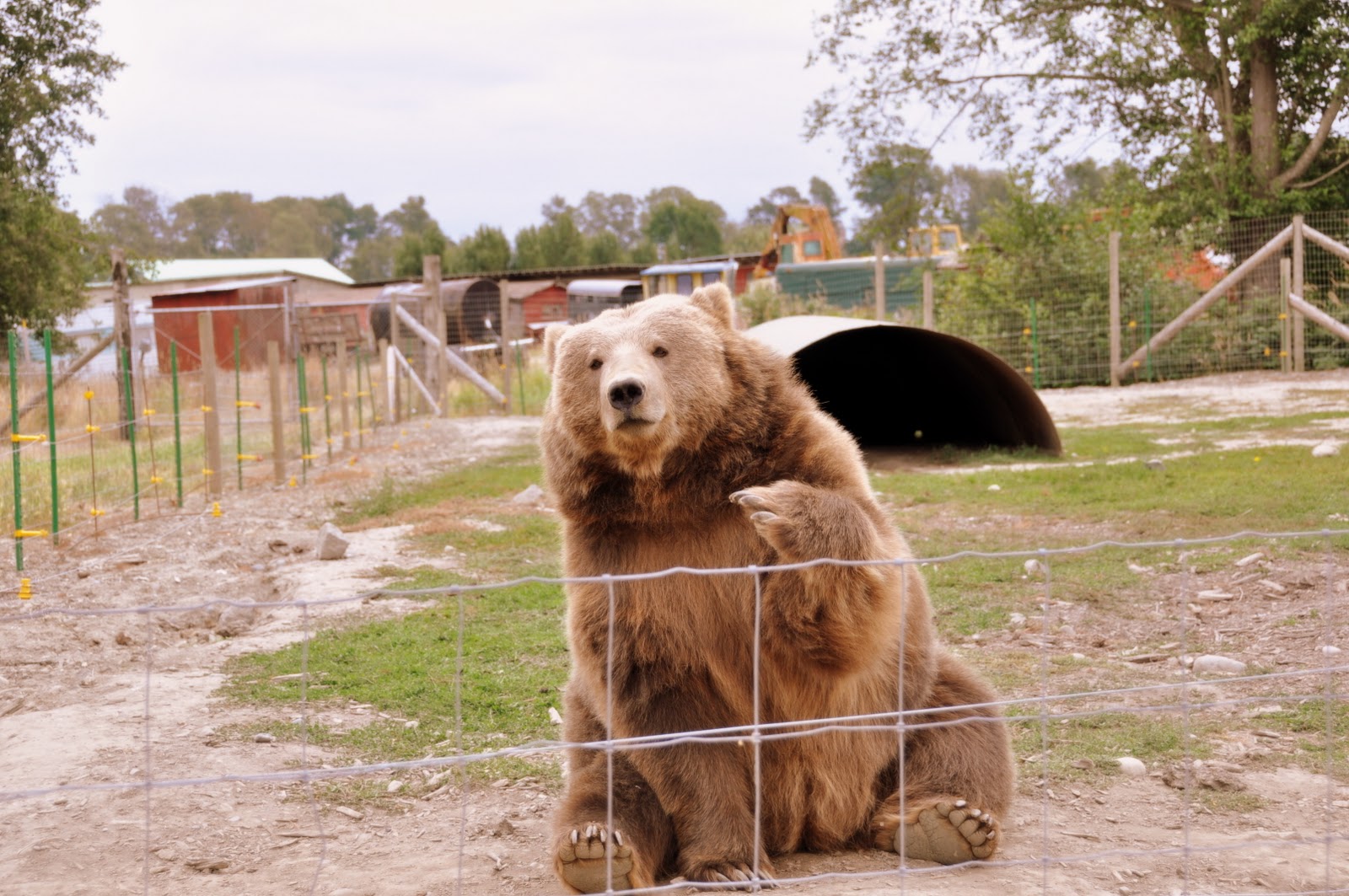 Veater Family: Explore: Olympic Game Farm in Sequim!!!