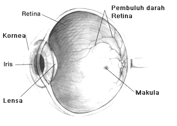 Blog Belajar IPA SMP: Mata