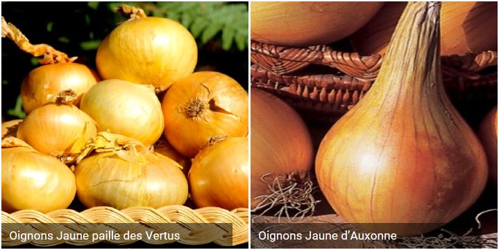 Breuillet Nature: Tout savoir sur les oignons