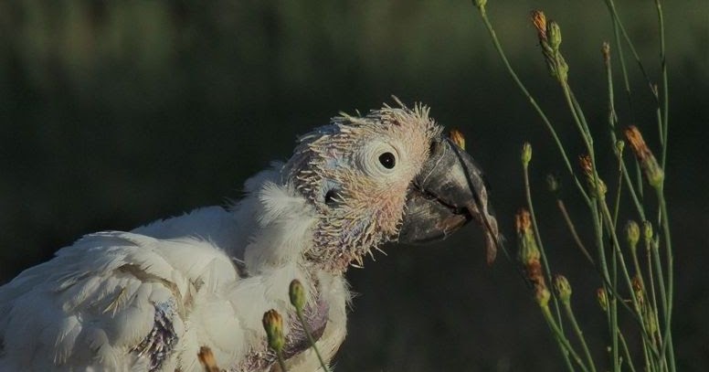 Majura Birds Old Cockatoo