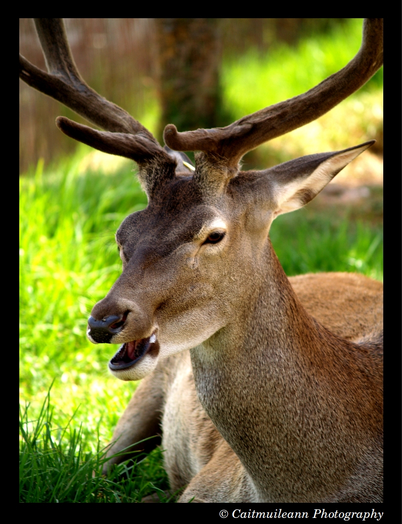 Caitmuileann Photography: 2011