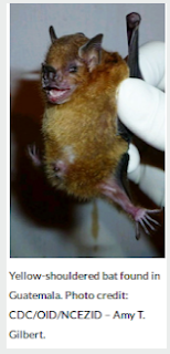 Avian Flu Diary: Back To The Bat Cave: More Influenza In Bats