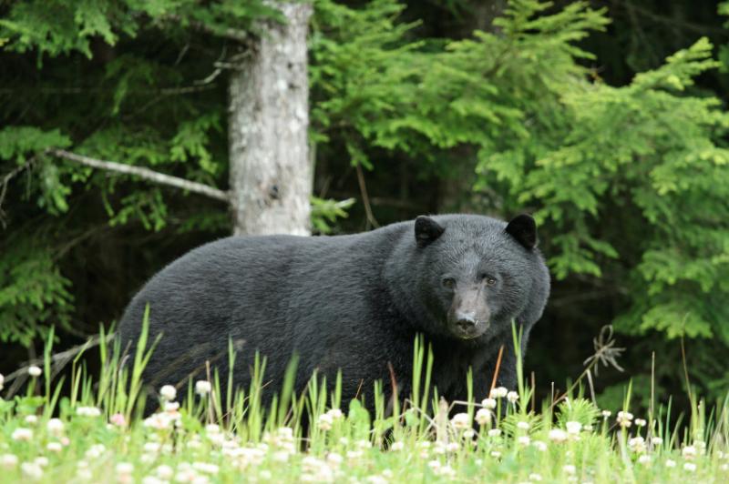 All About Animal Wildlife: American Black bear Info and Photos
