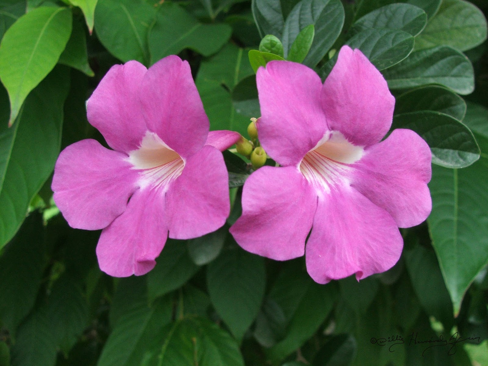 Flora de Puerto Rico Ilustrada Papo Vives: BIGNONIACEAE Saritaea ...