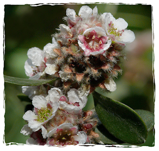 AROMATERAPIA QUÂNTICA (Aromatologia e Aromacologia) : ÓLEO ESSENCIAL DE ...