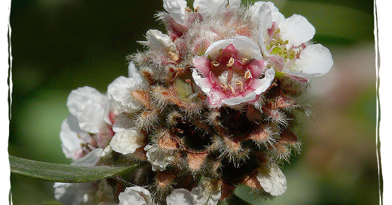 AROMATERAPIA QUÂNTICA (Aromatologia e Aromacologia) : ÓLEO ESSENCIAL DE ...