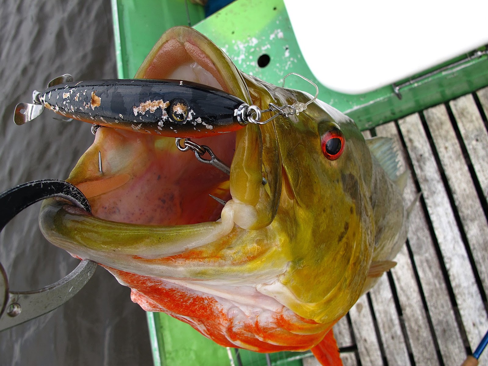 ANGLING WORLD 魔魚釣界: Adventure Fishing @ Amazonia Rio Negro