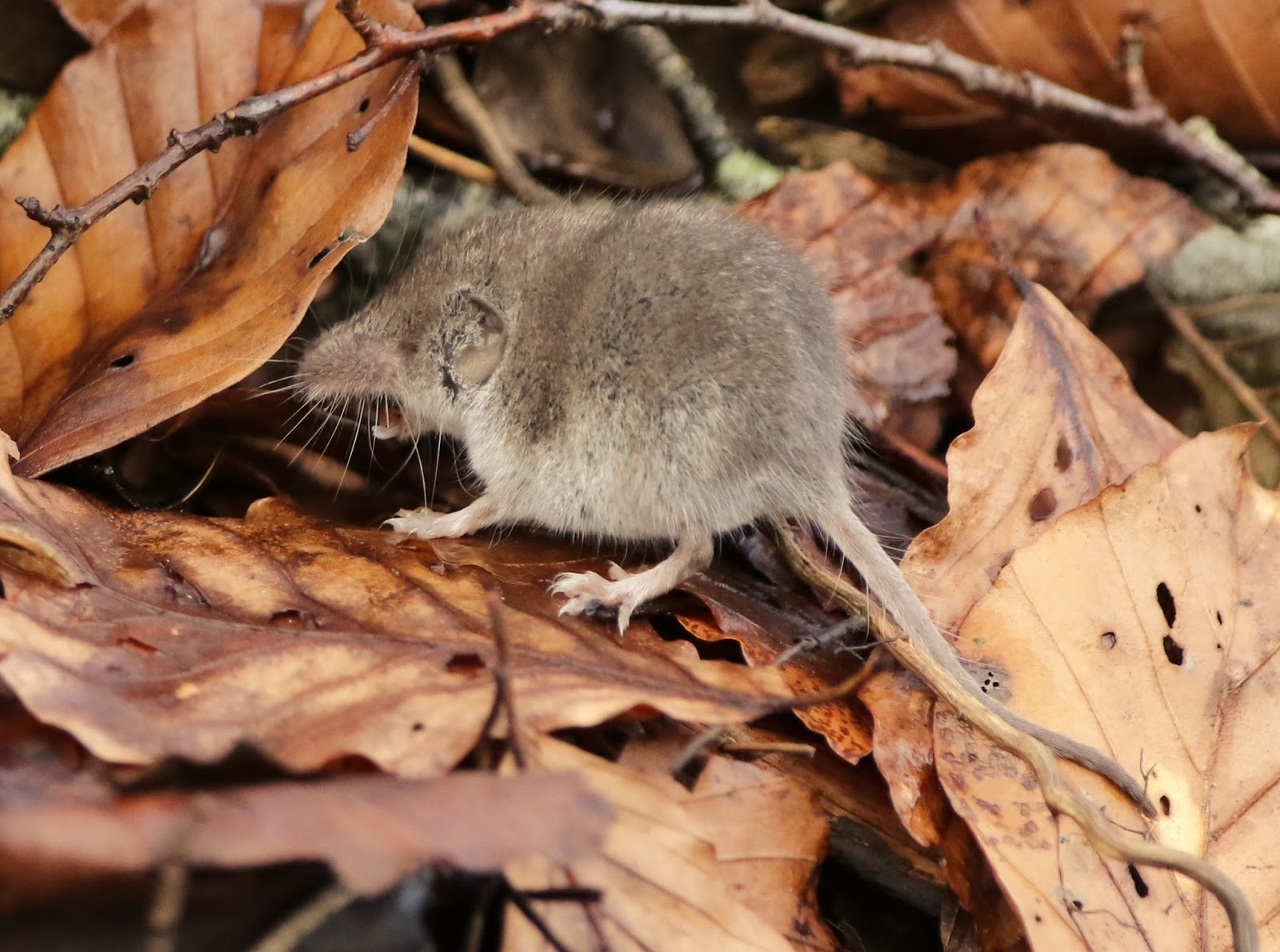 Murfs Wildlife : Greater White-toothed Shrew