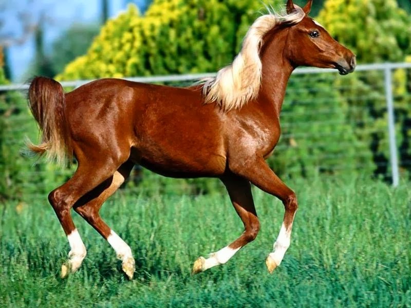 ANIMALANDIA PETS: El caballo