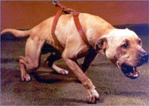 El inmortal CH Crenshaw's Jeep 4XW ROM - PerrosGame