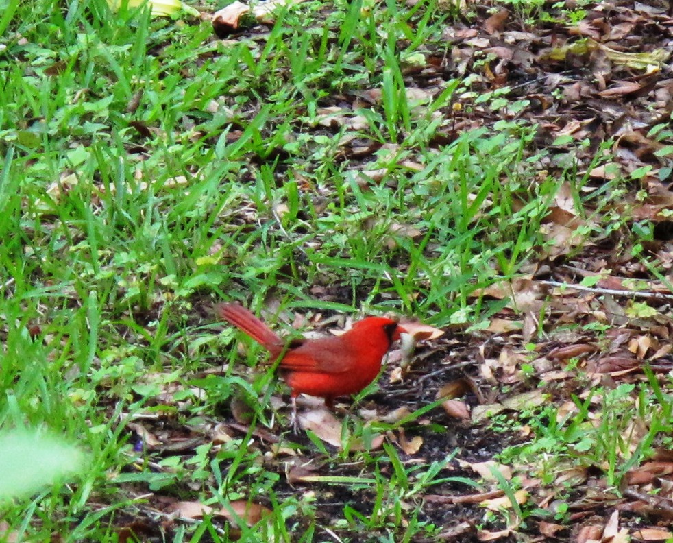 HEALING HEARTACHES, STORIES OF LOSS AND LIFE: The Red Bird Danced