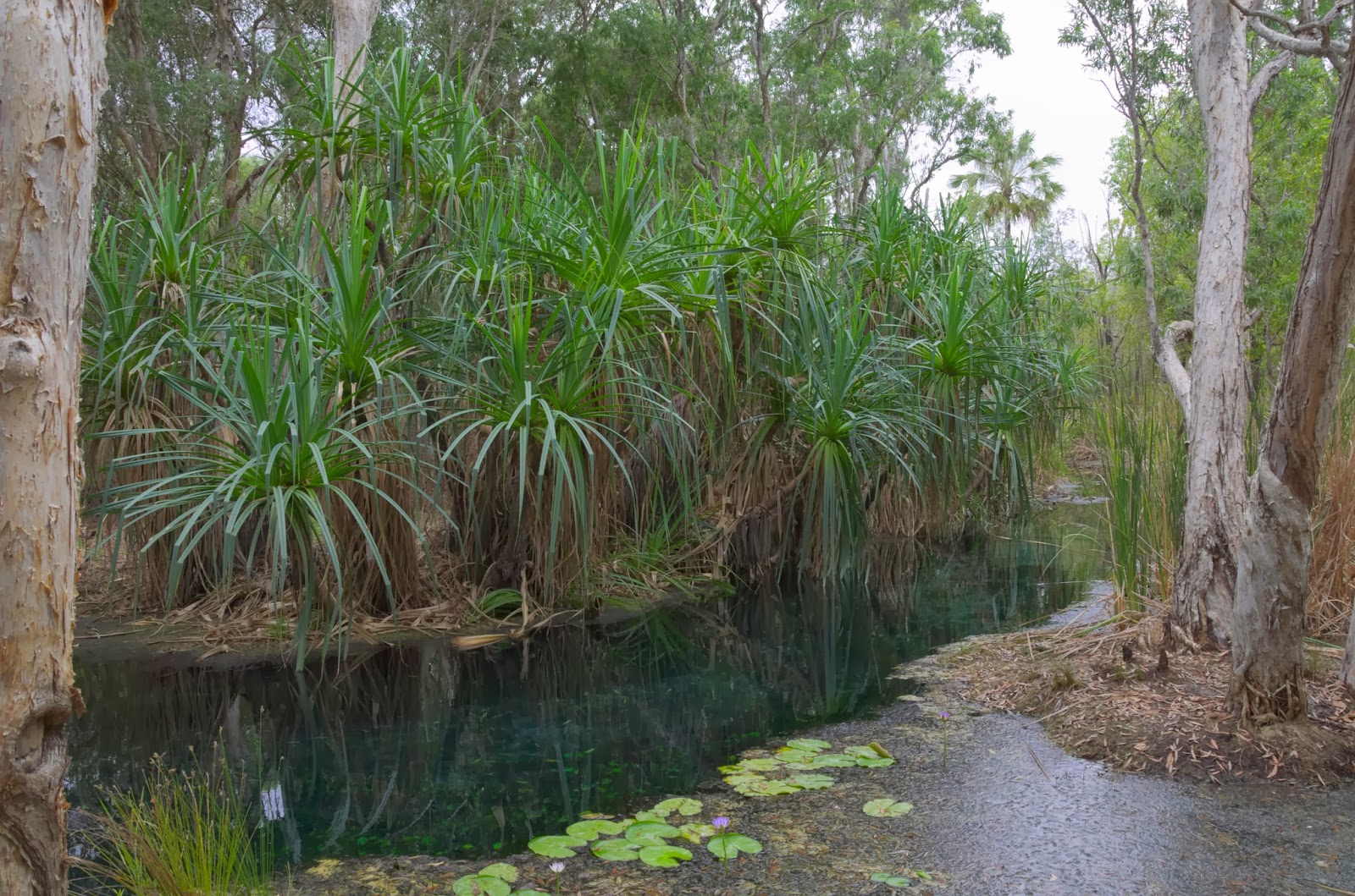 In Love With - The World ♥: Mataranka