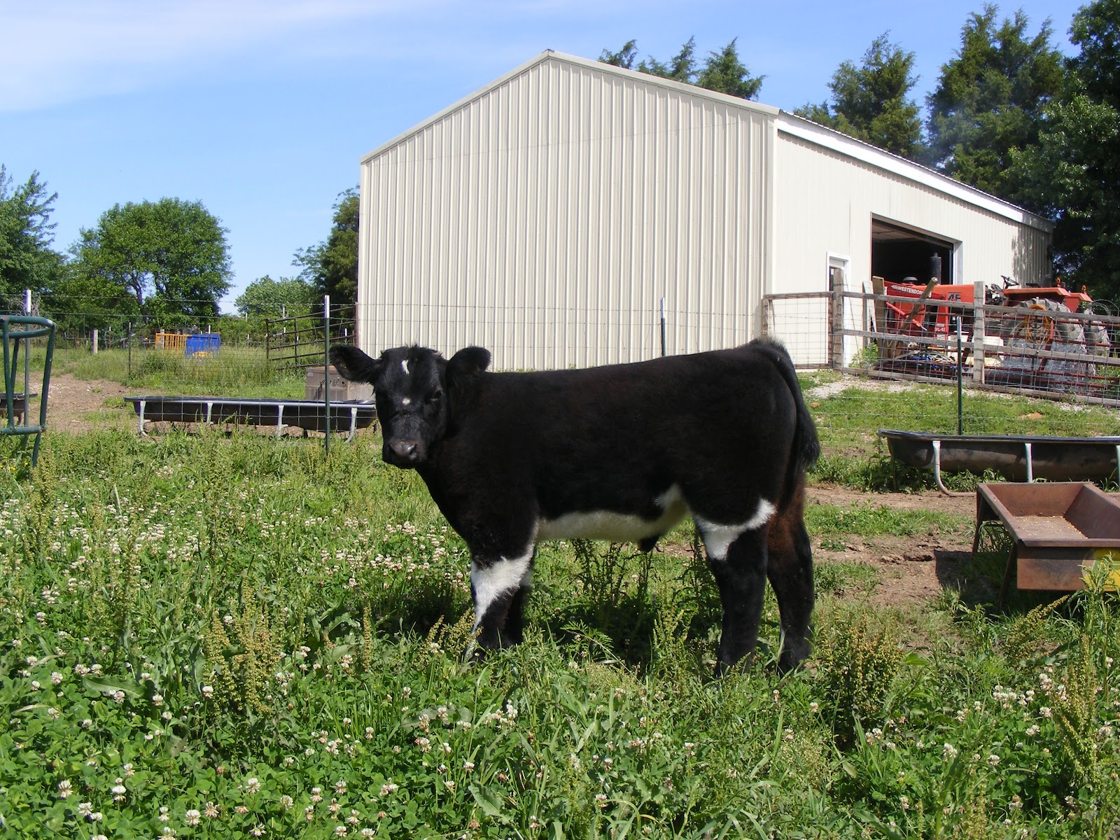 Lautner Farms: Big John x Shiver Bull - Jana Benda