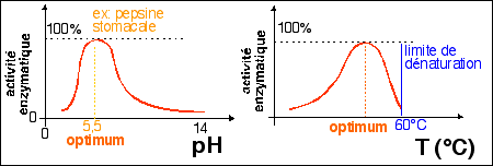 Chapitre 1: LES ENZYMES.