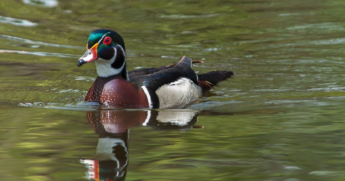 A Tree Falling: Wood Ducks at Sterne Park