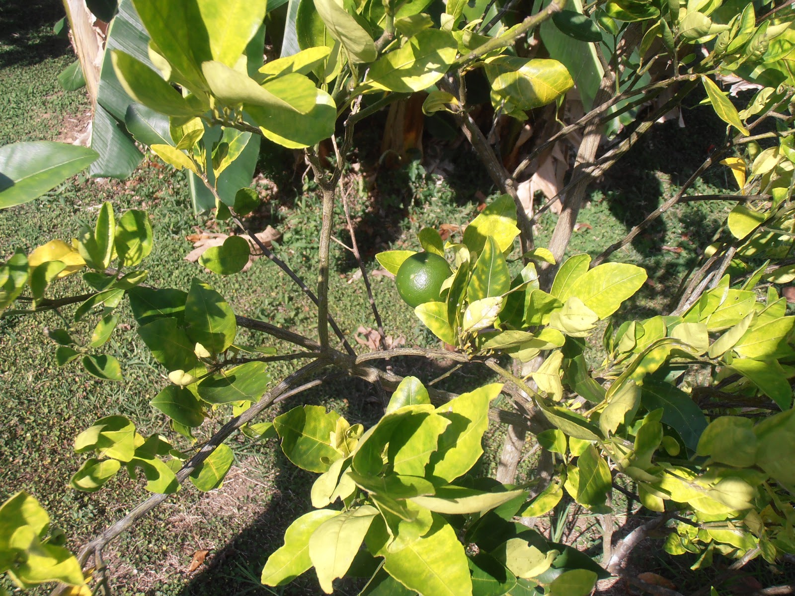 Flora de Puerto Rico Ilustrada Papo Vives: RUTACEAE Citrus x aurantium ...