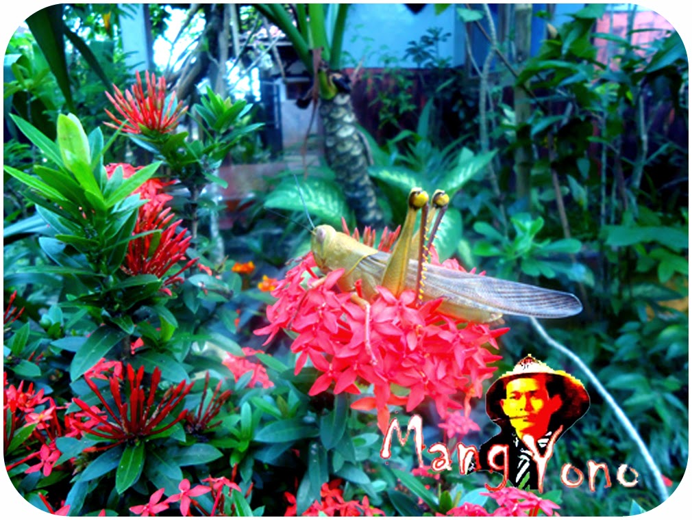 Paling Keren 26+ Gambar Aneka Bunga Dalam Pot - Gambar Bunga Indah