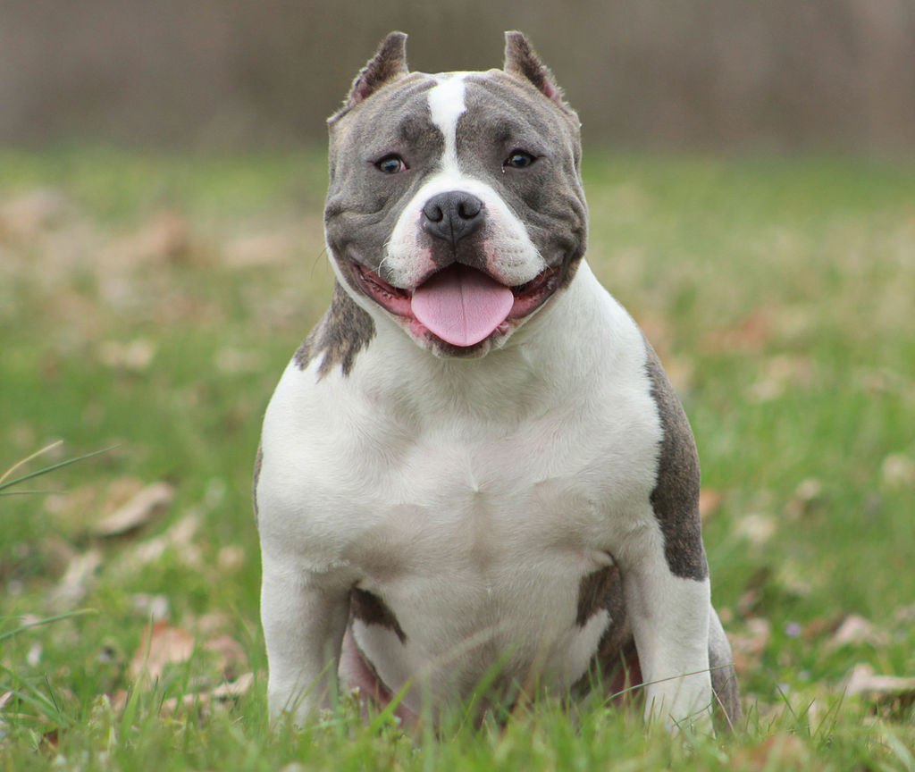 AMERICAN BULLY UNIVERSE: American Bully Universe - Origem da raça ...