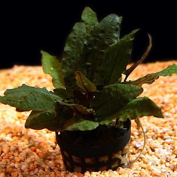 AquaBie: Plant : Cyptocoryne Wendtii (Tropica Crypt)