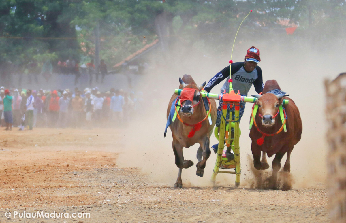 Asal Usul Budaya Kerapan Sapi Madura - Gerbang Pulau Madura