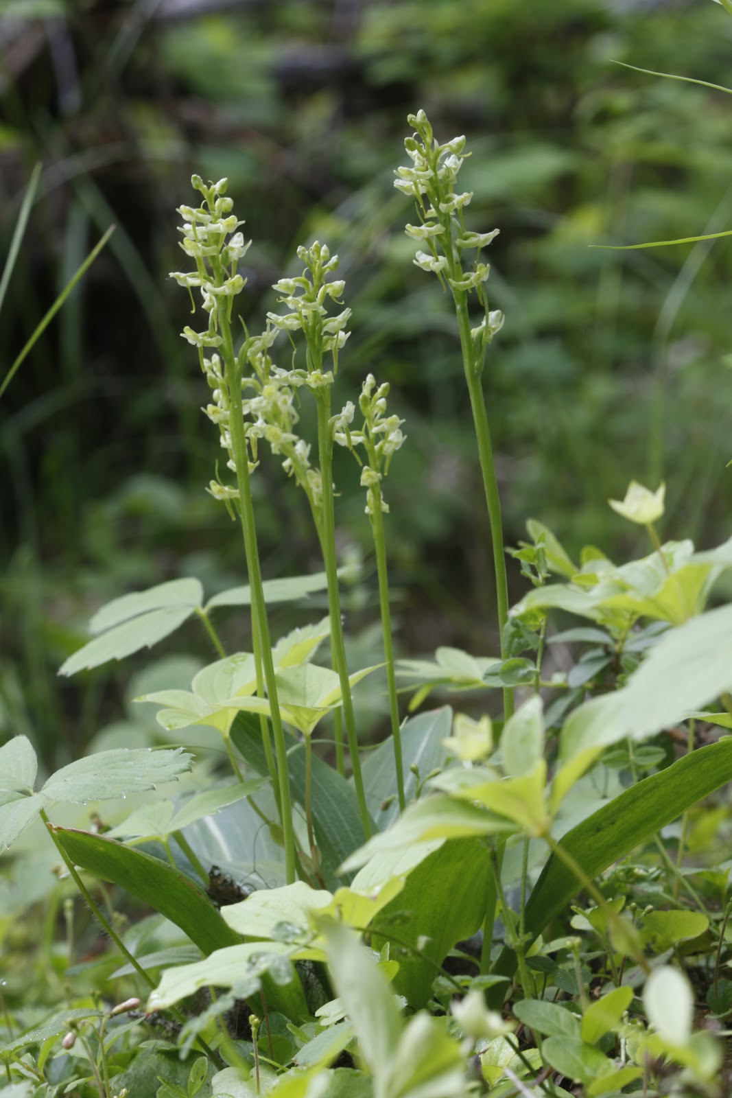 Native Orchids of the Pacific Northwest and the Canadian Rockies ...