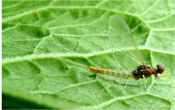 Insects of Scotland: Mayflies/Stoneflies