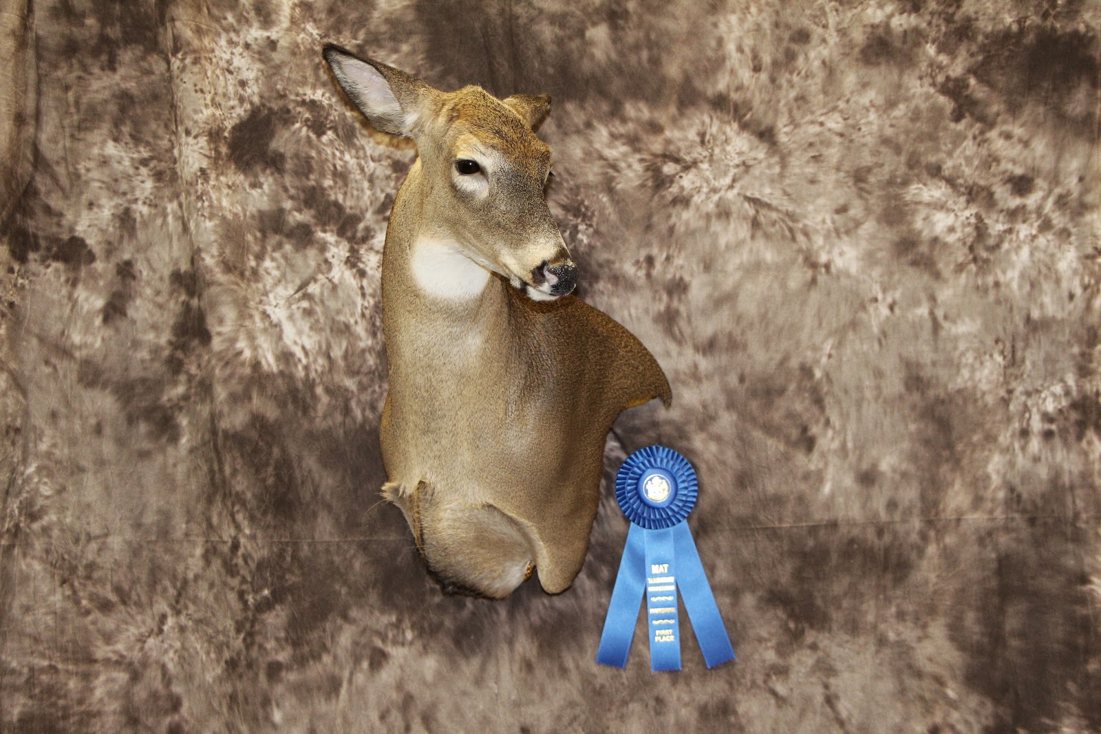 Saville Taxidermy: . Gallery