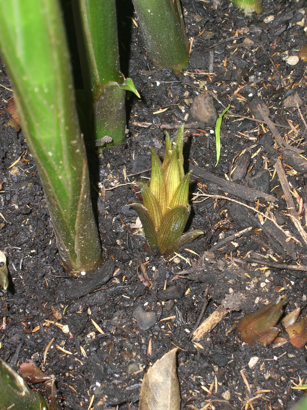 Dave’s Garden: Myoga Ginger